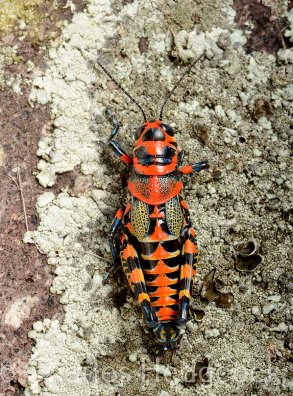 Sky Island Alliance Insects, Beetles & Arachnids