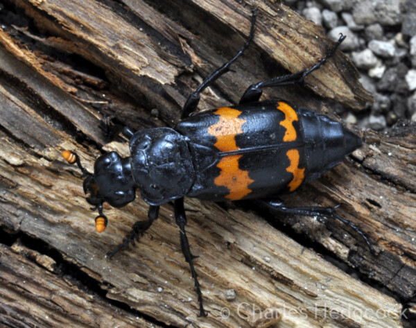 Sky Island Alliance Insects, Beetles & Arachnids