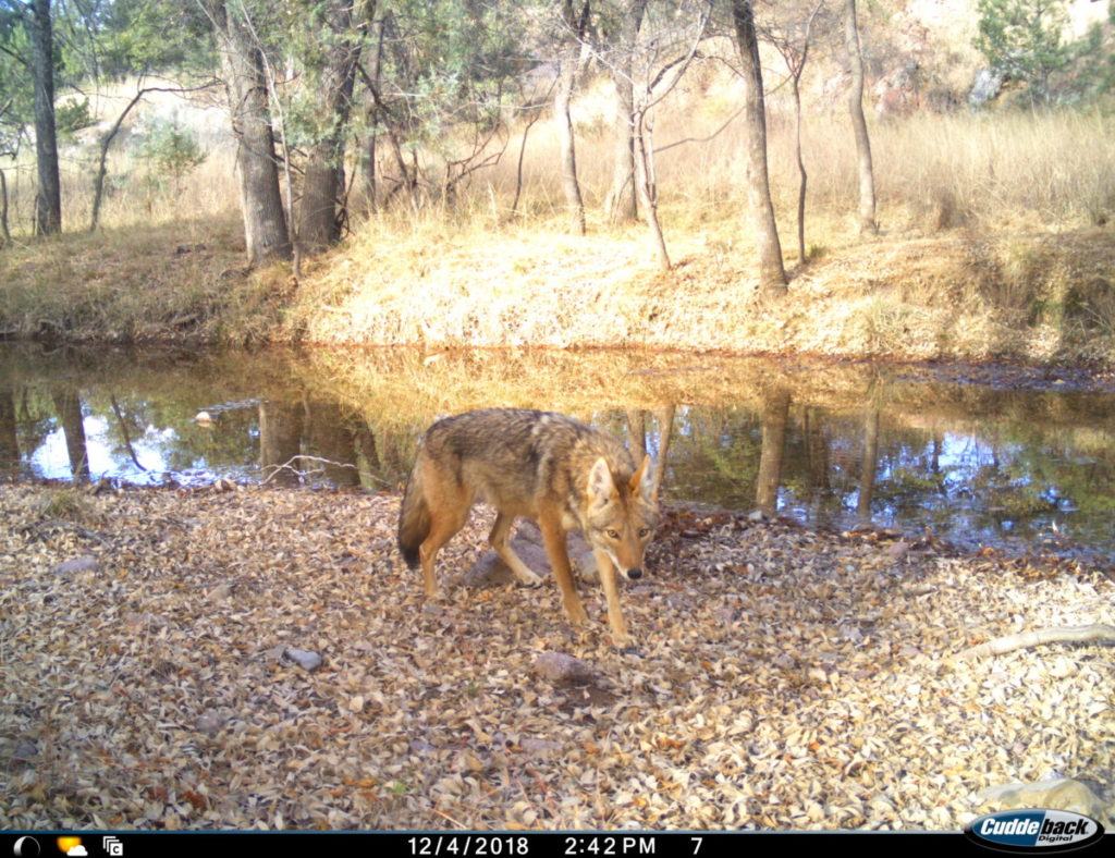 Sky Island Alliance Wildlife of the Borderlands