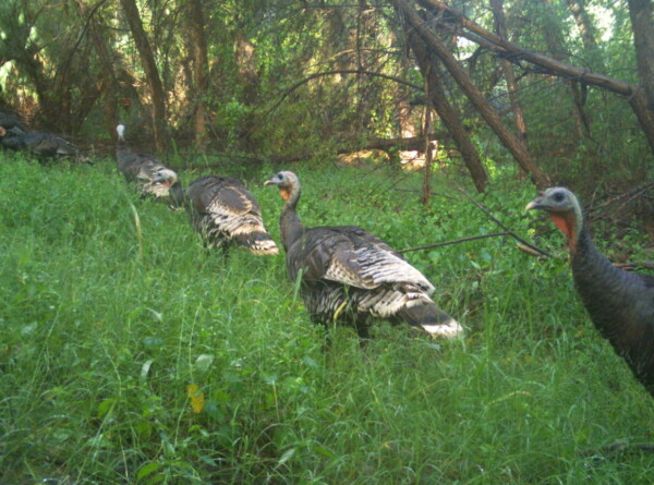 Sky Island Alliance Creature Feature: Gould’s Turkey