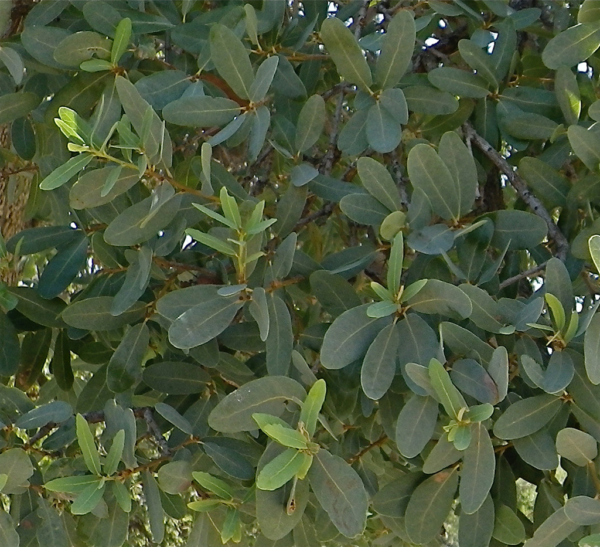 Sky Island Alliance Friday Flora Feature: Mexican Blue Oak